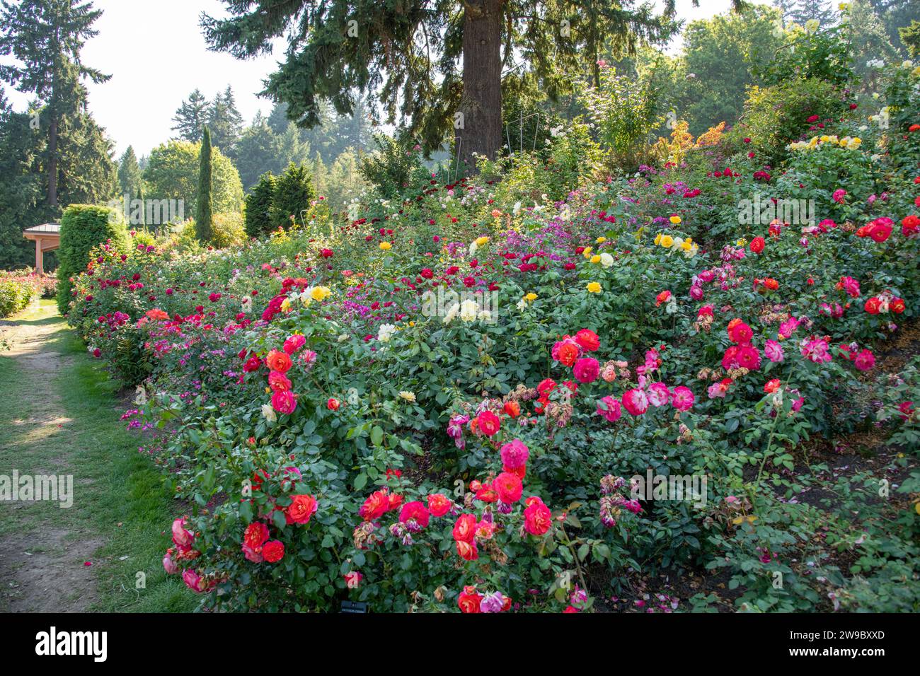 rose garden portland oregon Stock Photo - Alamy