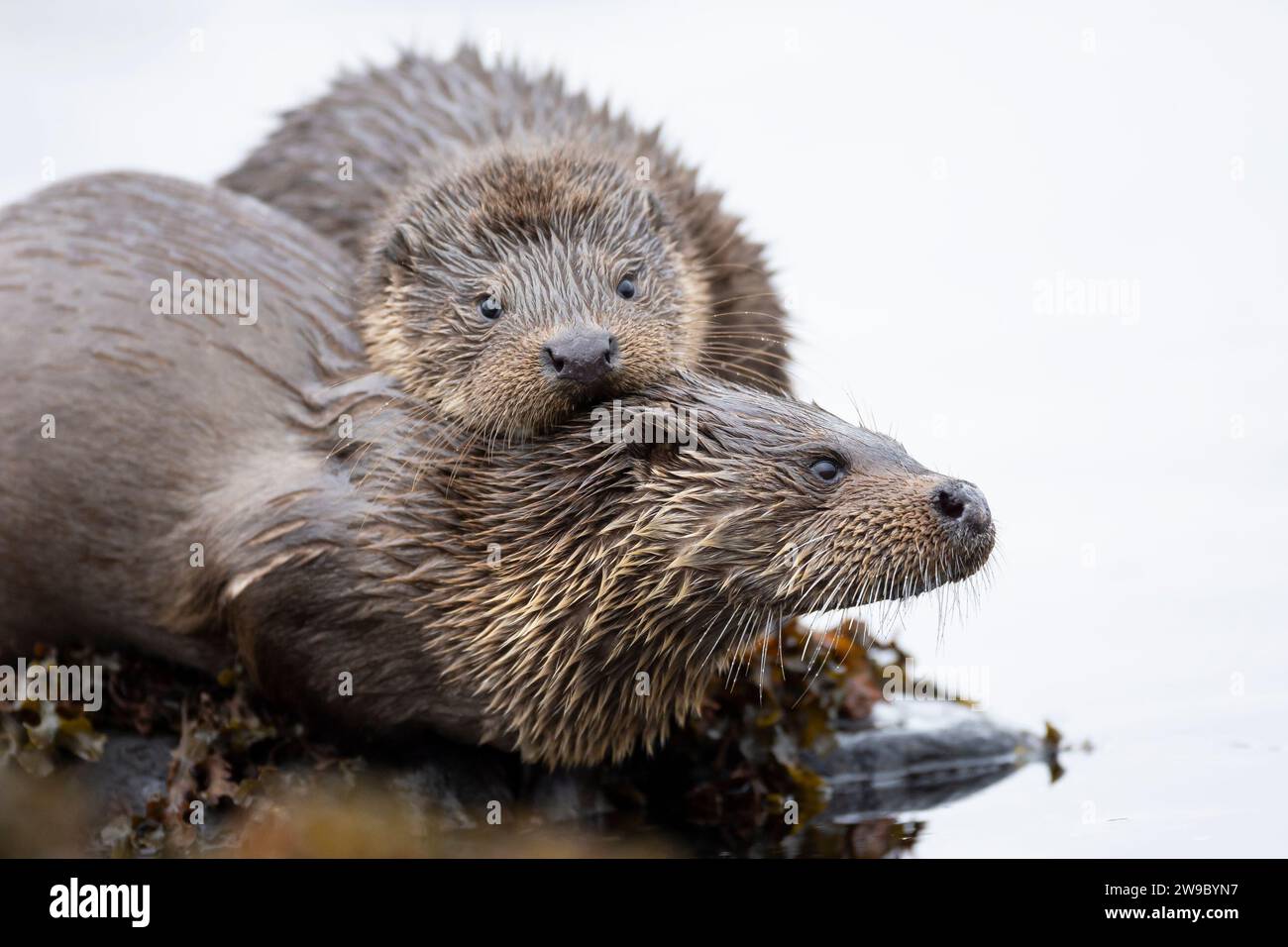 European otters (Lutra lutra) mum and cub Stock Photo - Alamy