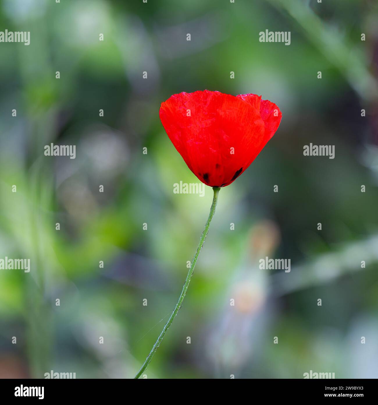 The red bloom of the semitic poppy ( Papaver umbonatum ) in an Israeli ...