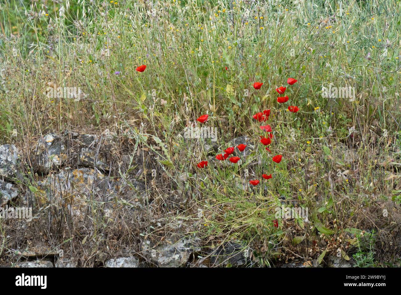 Poppies israel hi-res stock photography and images - Alamy