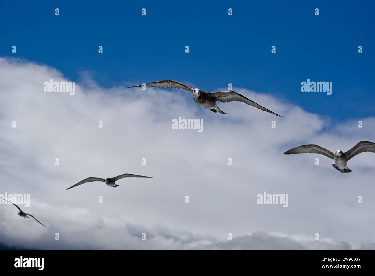 Japanese seagull flying in sky Stock Photo - Alamy