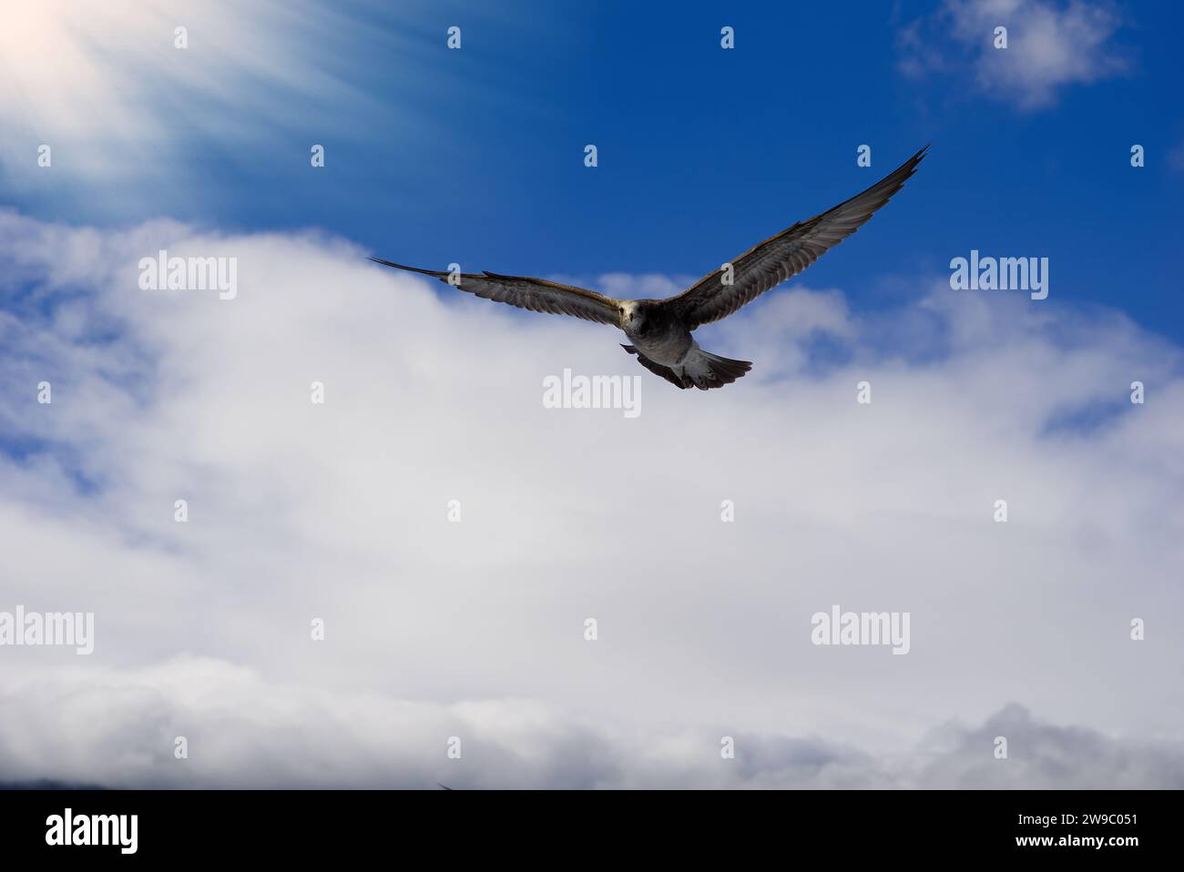 Japanese seagull flying in sky Stock Photo - Alamy