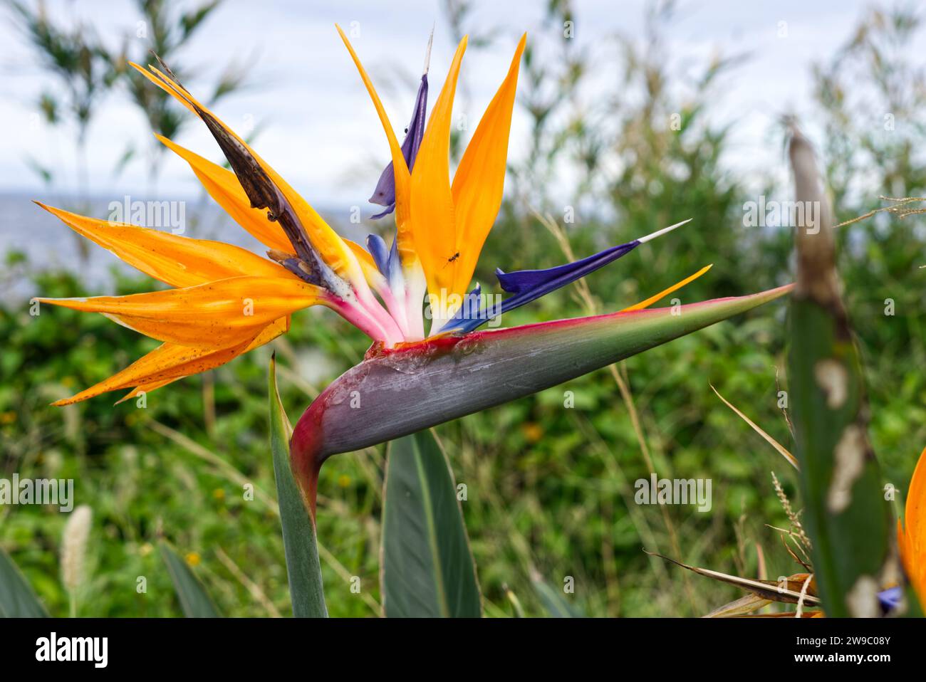 bird of paradise flower Stock Photo - Alamy
