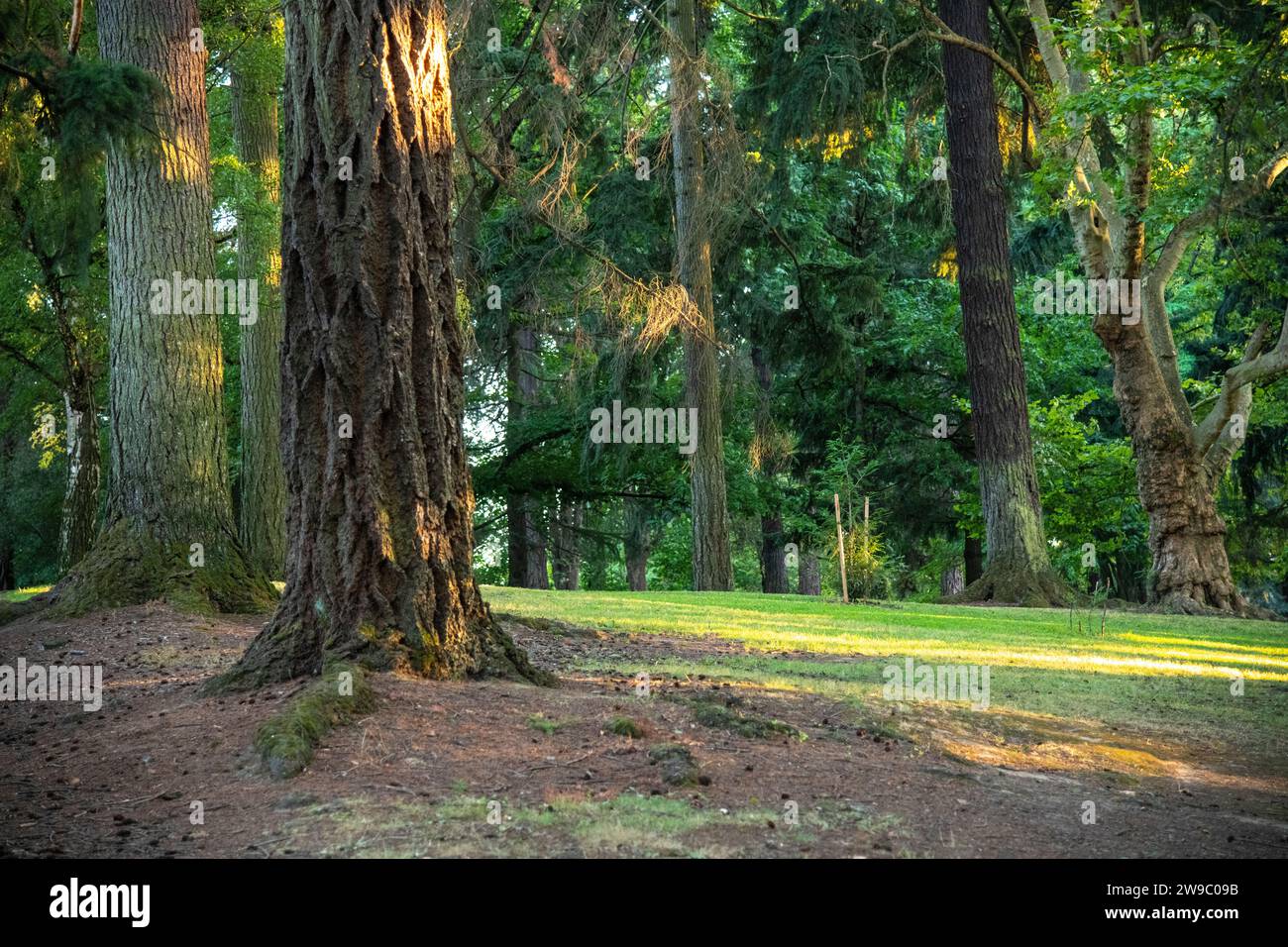 City tree canopy hi-res stock photography and images - Alamy