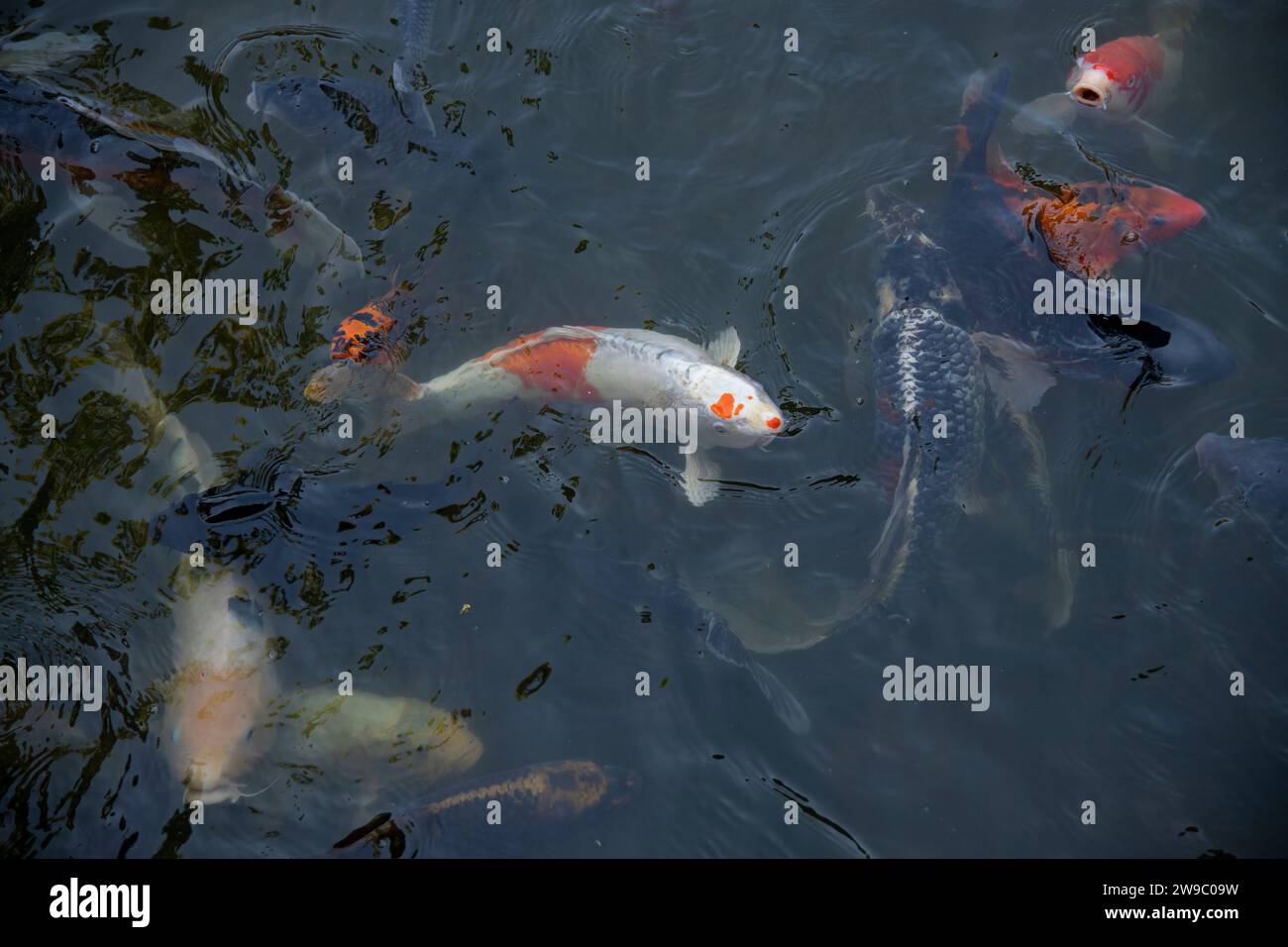 colorful koi fish in pond Stock Photo - Alamy colorful koi fish in pond Stock Photo - Alamy