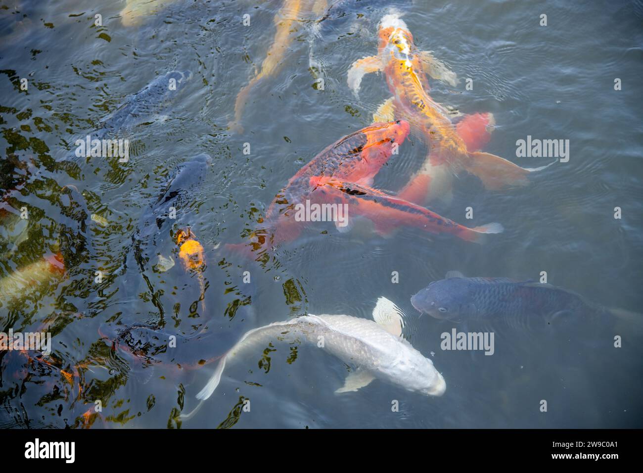 colorful koi fish in pond Stock Photo - Alamy