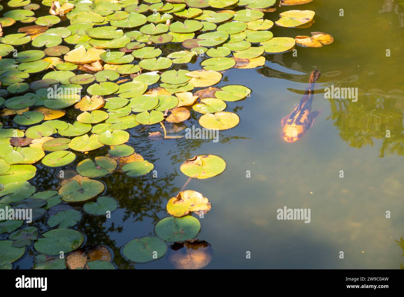 colorful koi fish in pond Stock Photo - Alamy