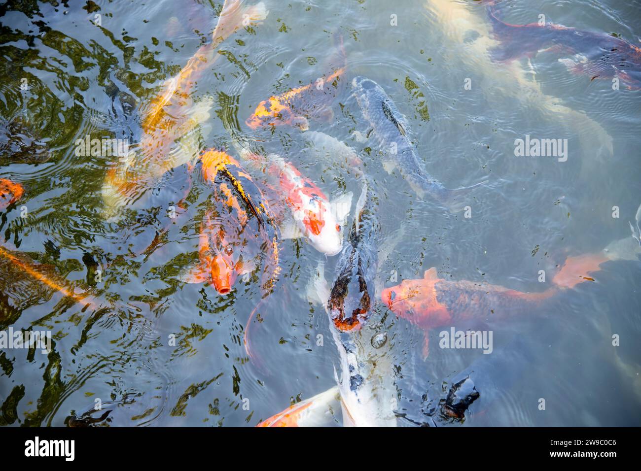colorful koi fish in pond Stock Photo - Alamy