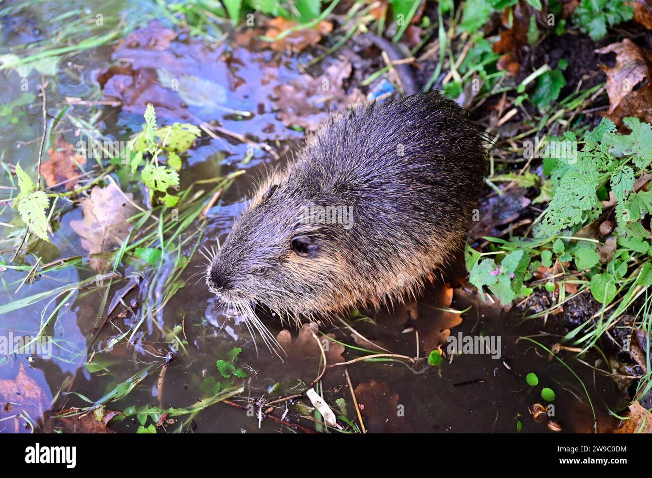 Ein Nutria bei einem Wasserpegel von über 4,20 m an der Lausitzer ...