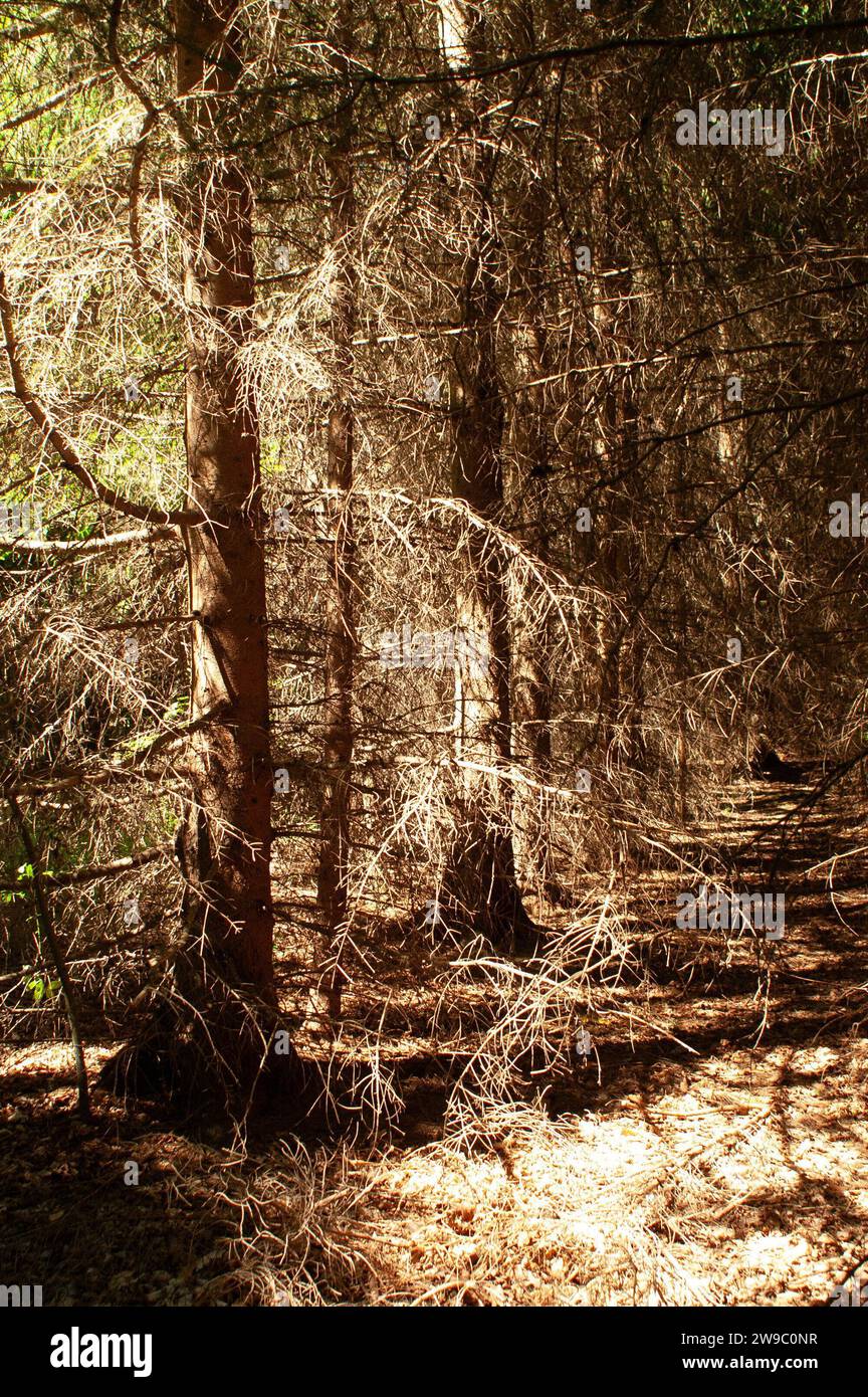tree on forest path Stock Photo - Alamy