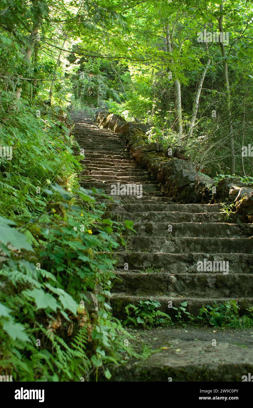 stone stairs in forest Stock Photo - Alamy