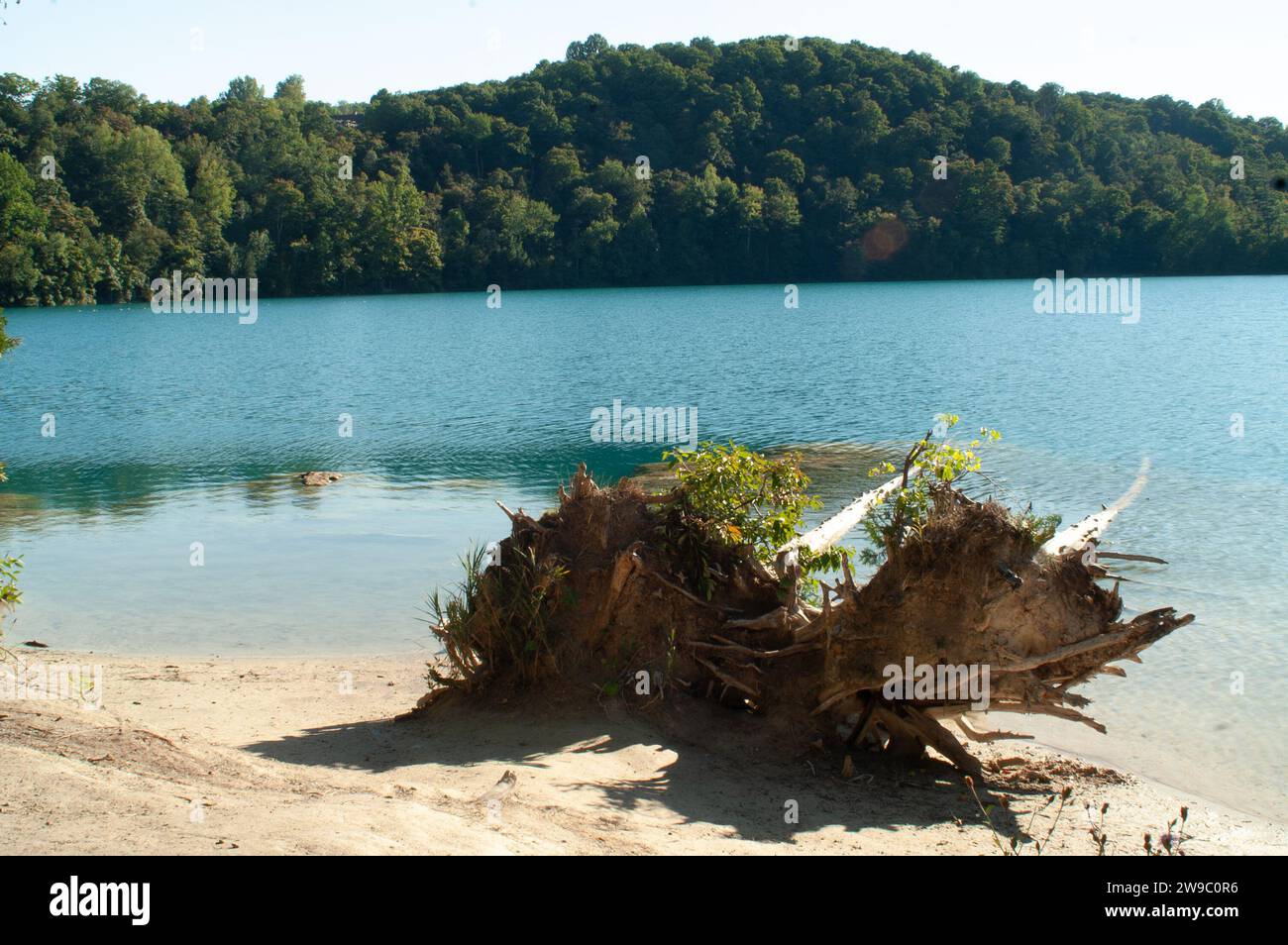 fallen tree on shoreline of lake Stock Photo - Alamy