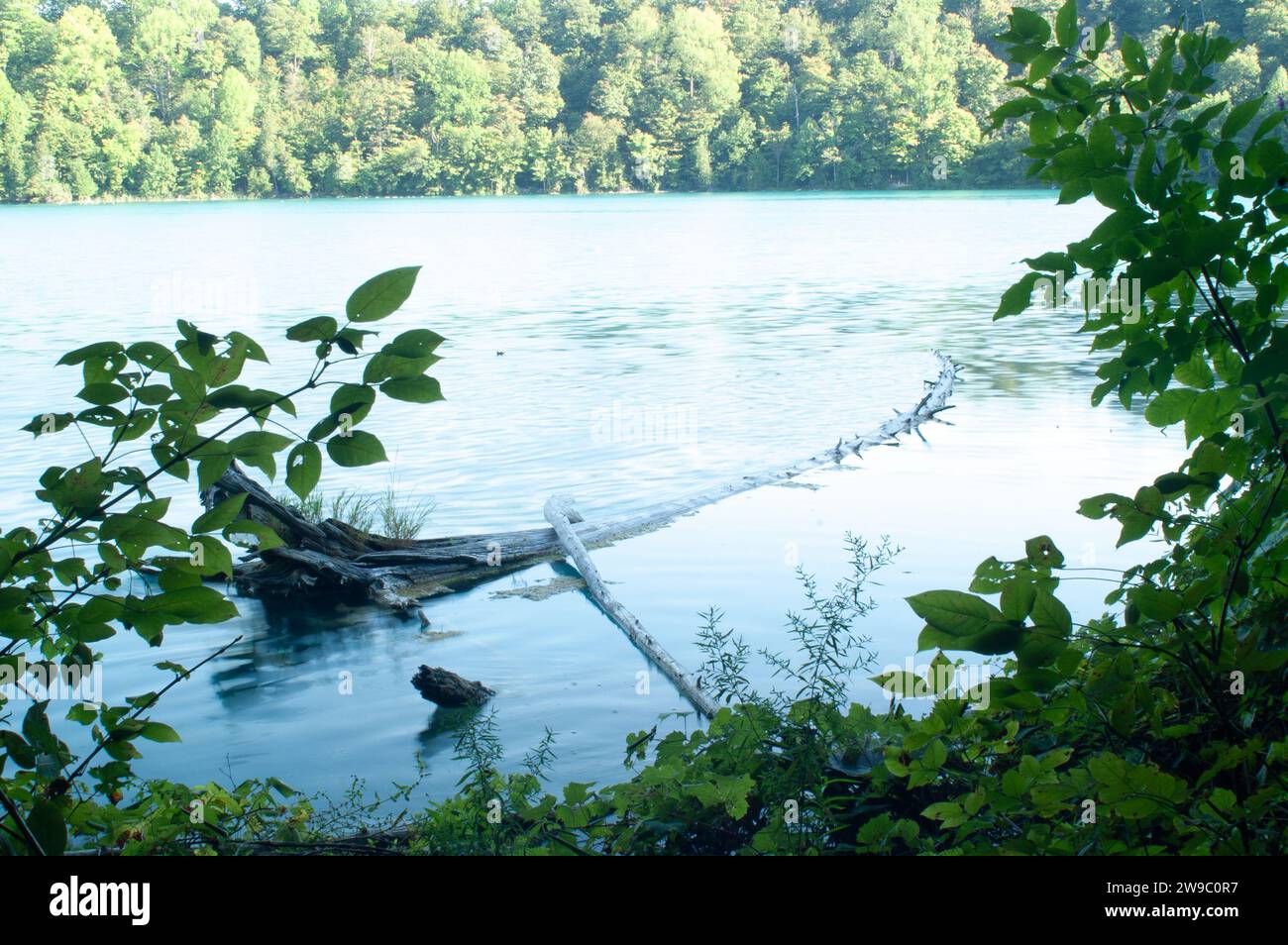 fallen tree driftwood in lake Stock Photo - Alamy