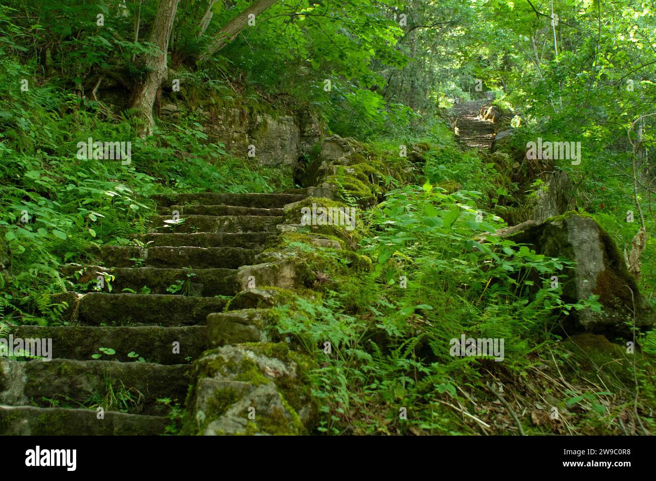 stone stairs in forest Stock Photo - Alamy