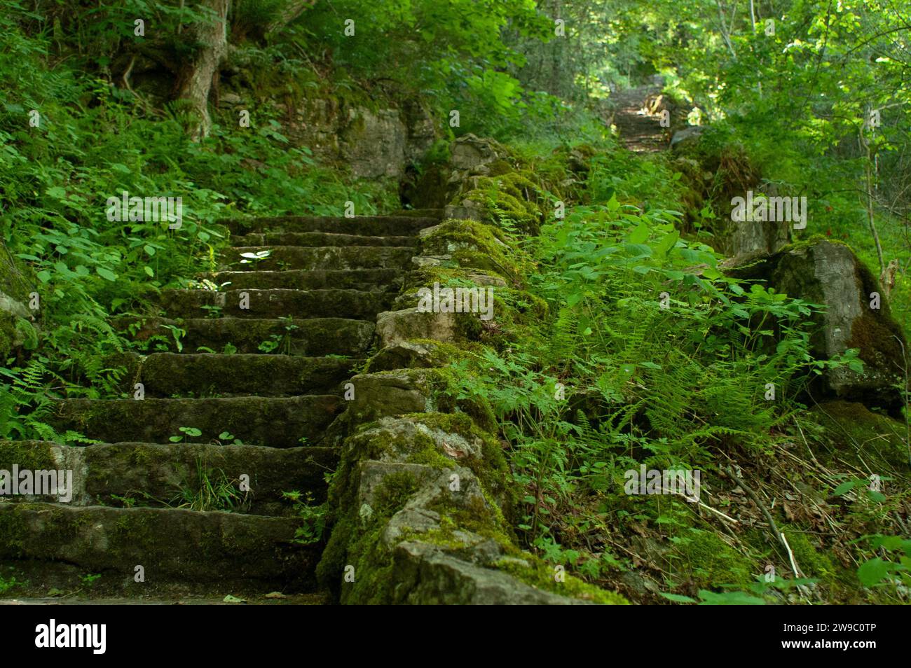 stone stairs in forest Stock Photo - Alamy
