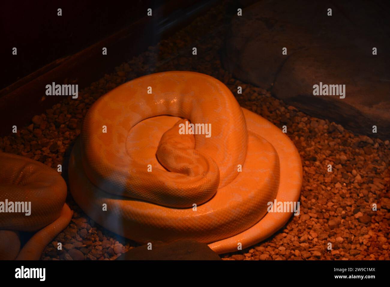 Black albino hi-res stock photography and images - Alamy