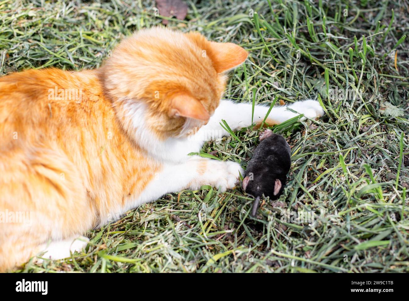 The cat caught a mole in the garden and is playing with it. Garden pest ...