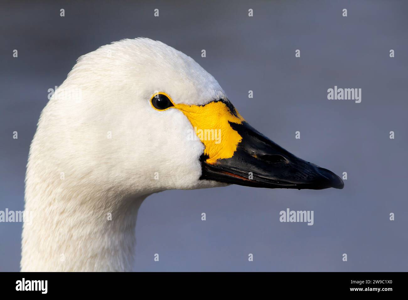 Bewick Swan Head Portrait Stock Photo - Alamy