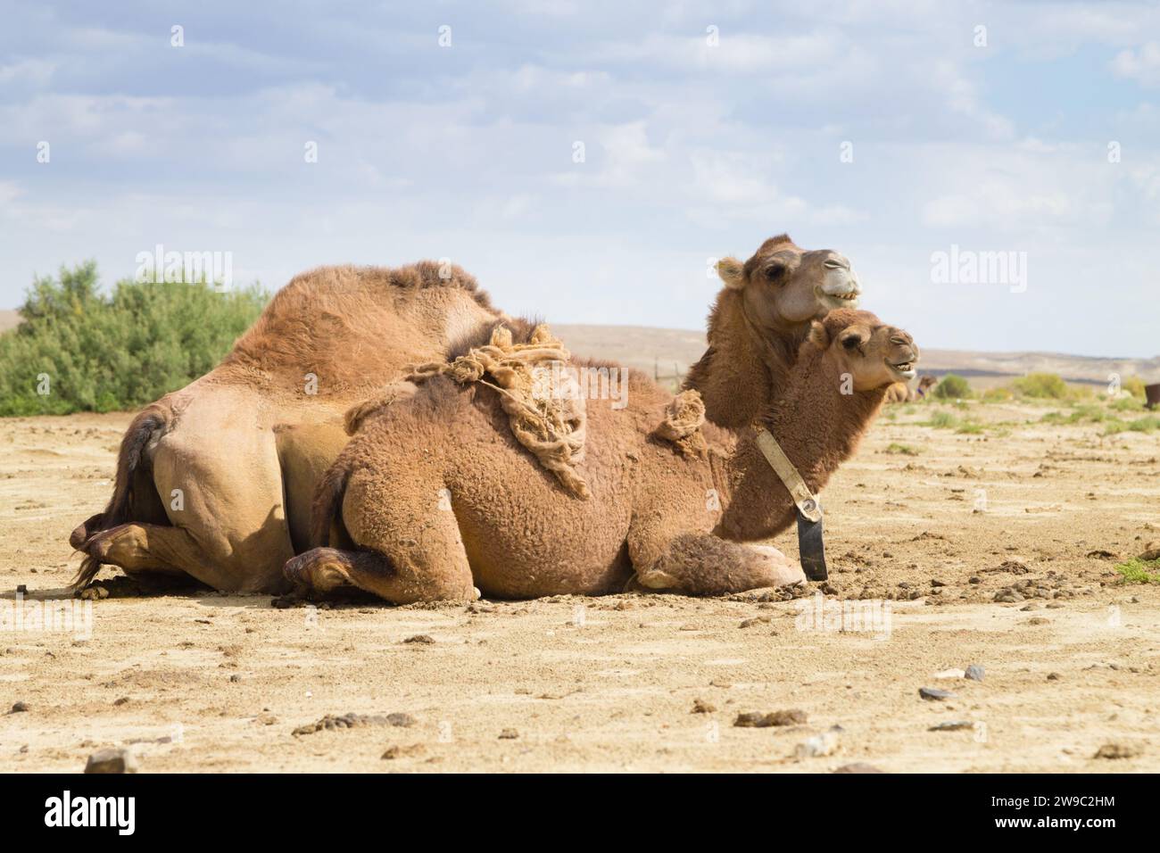 Camel breeding at Senek town, Mangystau, Kazakhstan. Animal background ...