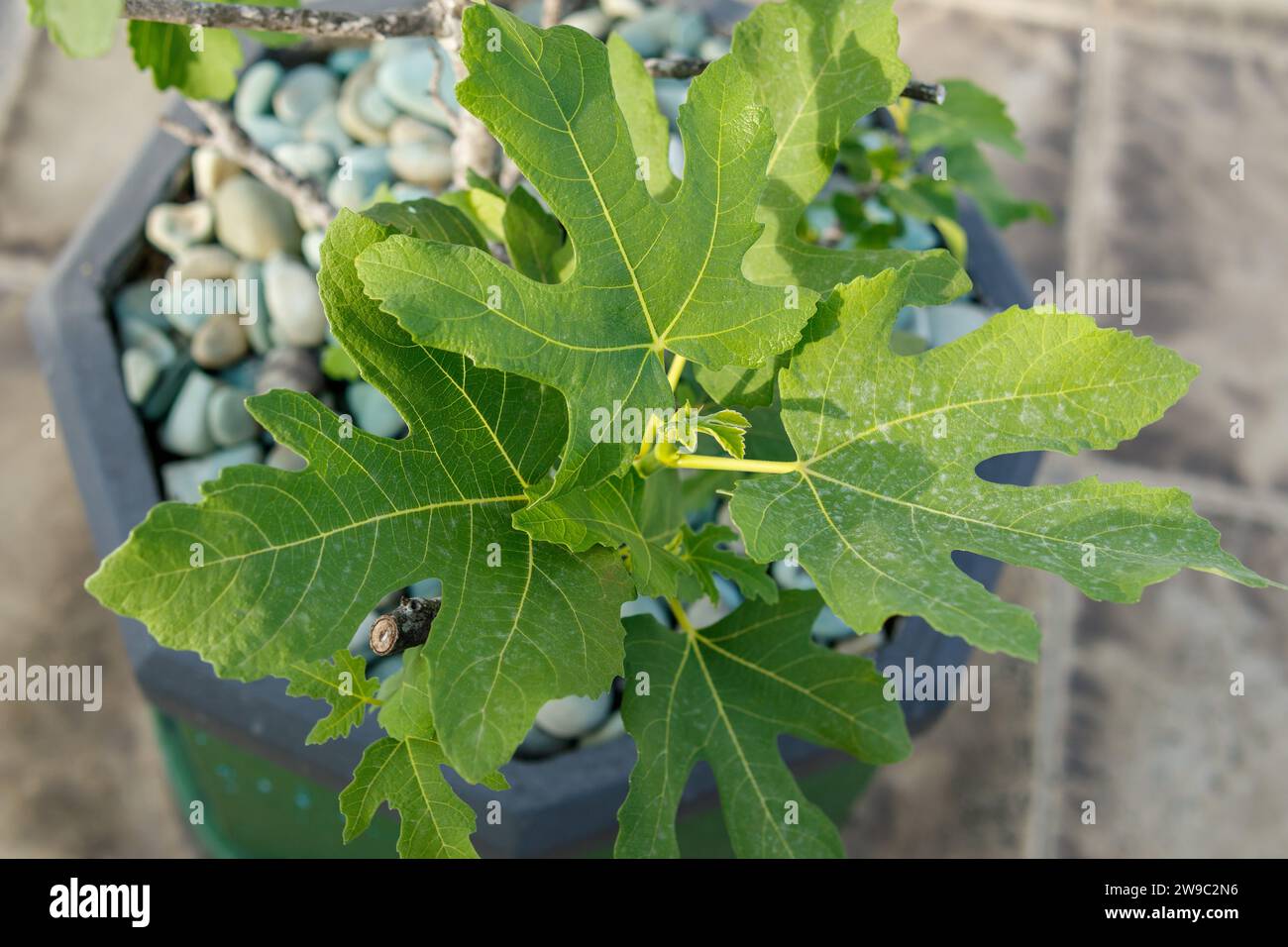 Fig fruit plant in pot Stock Photo - Alamy