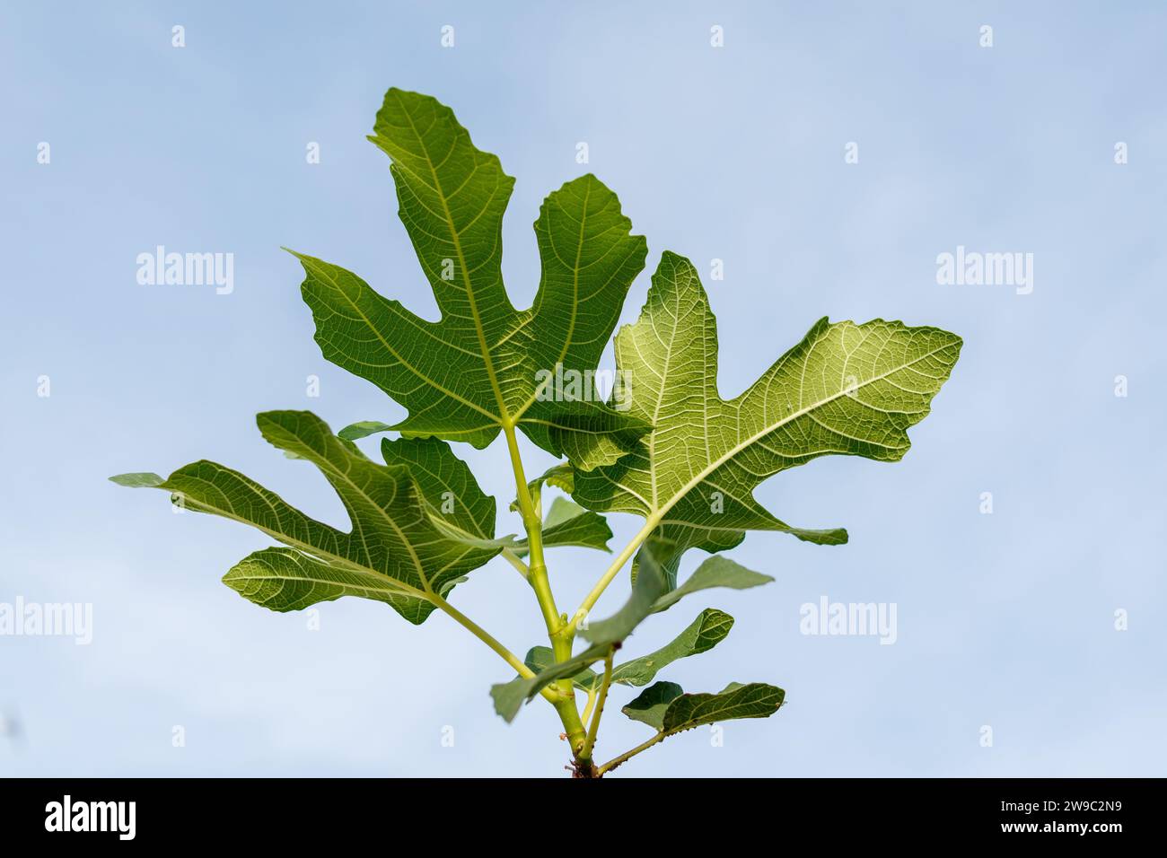 Fig fruit plant on clear sky background Stock Photo - Alamy