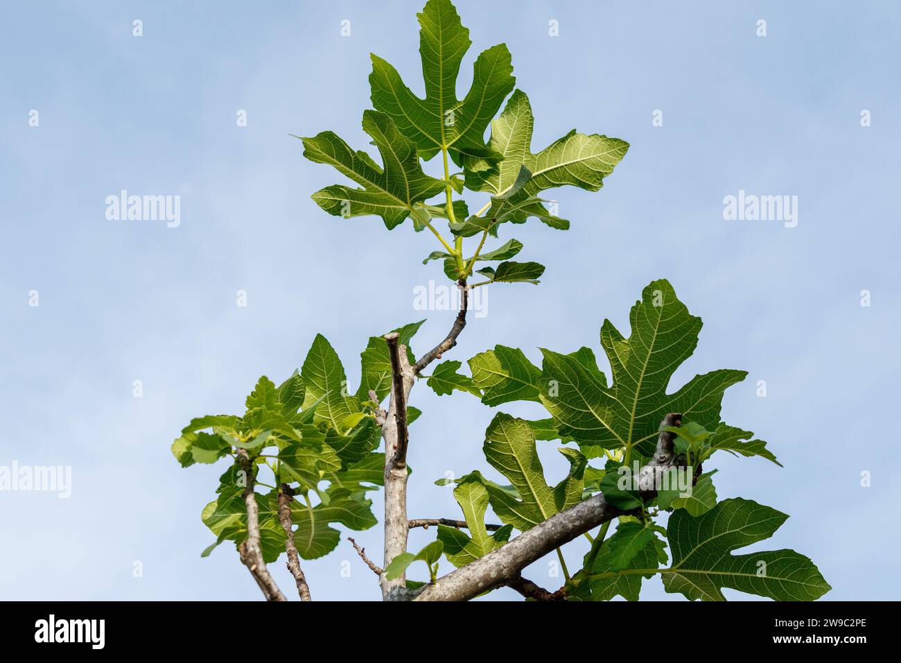 Fig fruit plant on clear sky background Stock Photo - Alamy