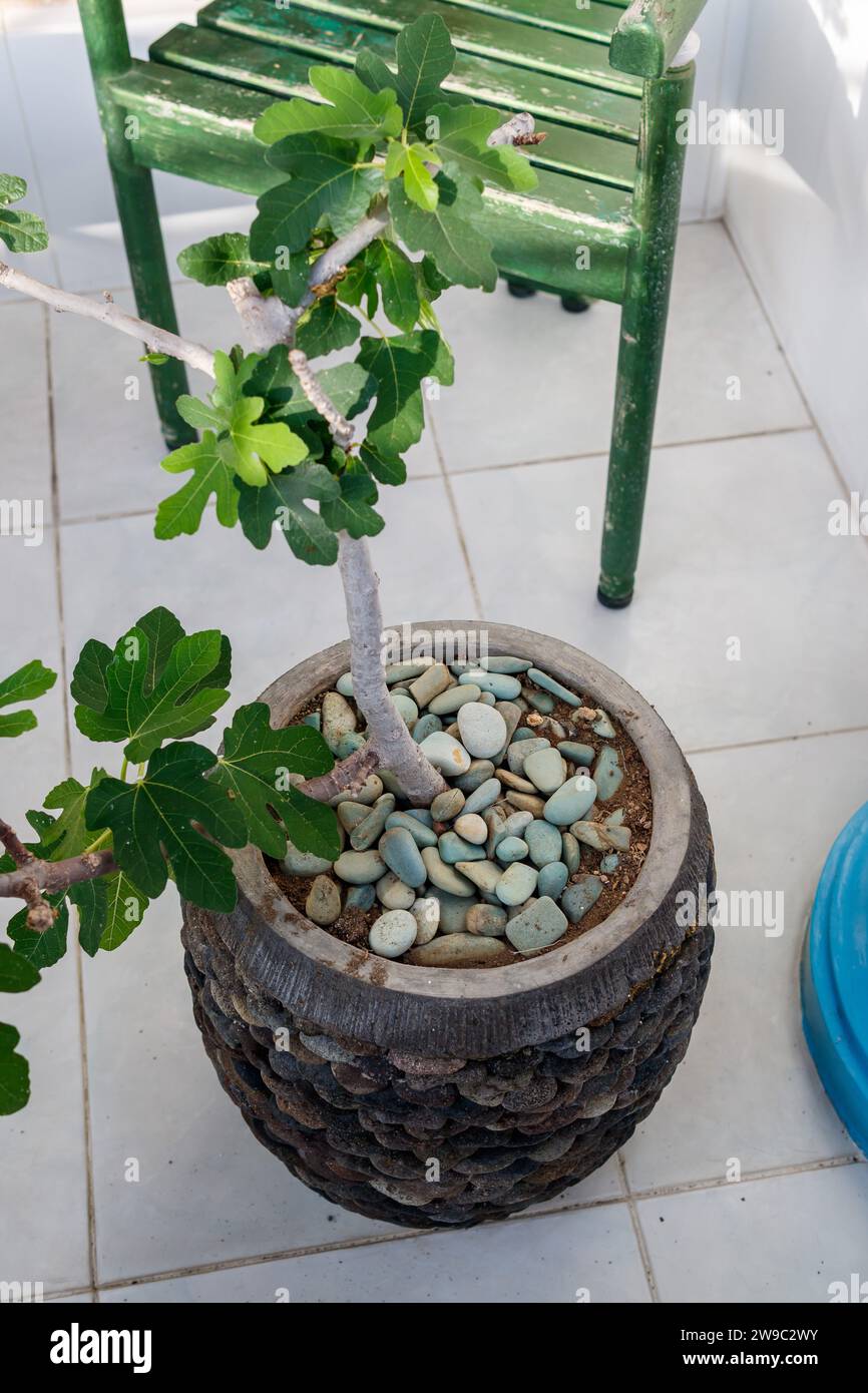 Fig fruit plant in pot Stock Photo - Alamy