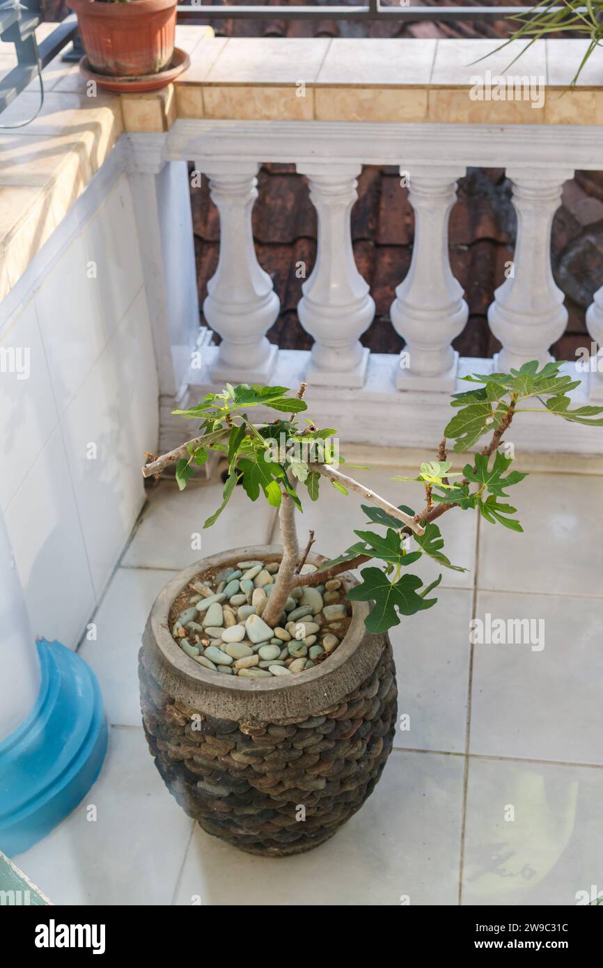 Figs tree in pot hi-res stock photography and images - Alamy