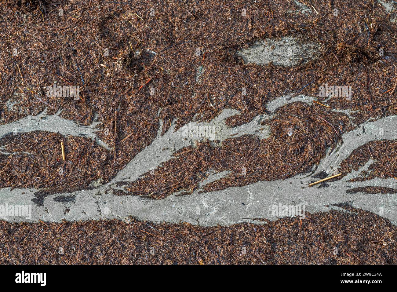 Algae washed ashore by the sea after a storm; Photo taken from above ...
