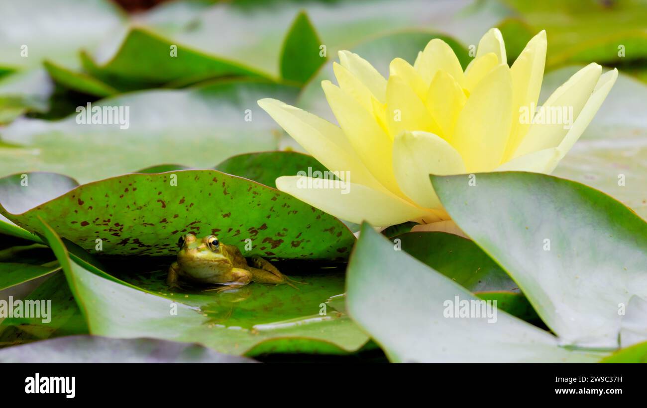 Frog sitting on leaf of yellow lotus flower Stock Photo - Alamy