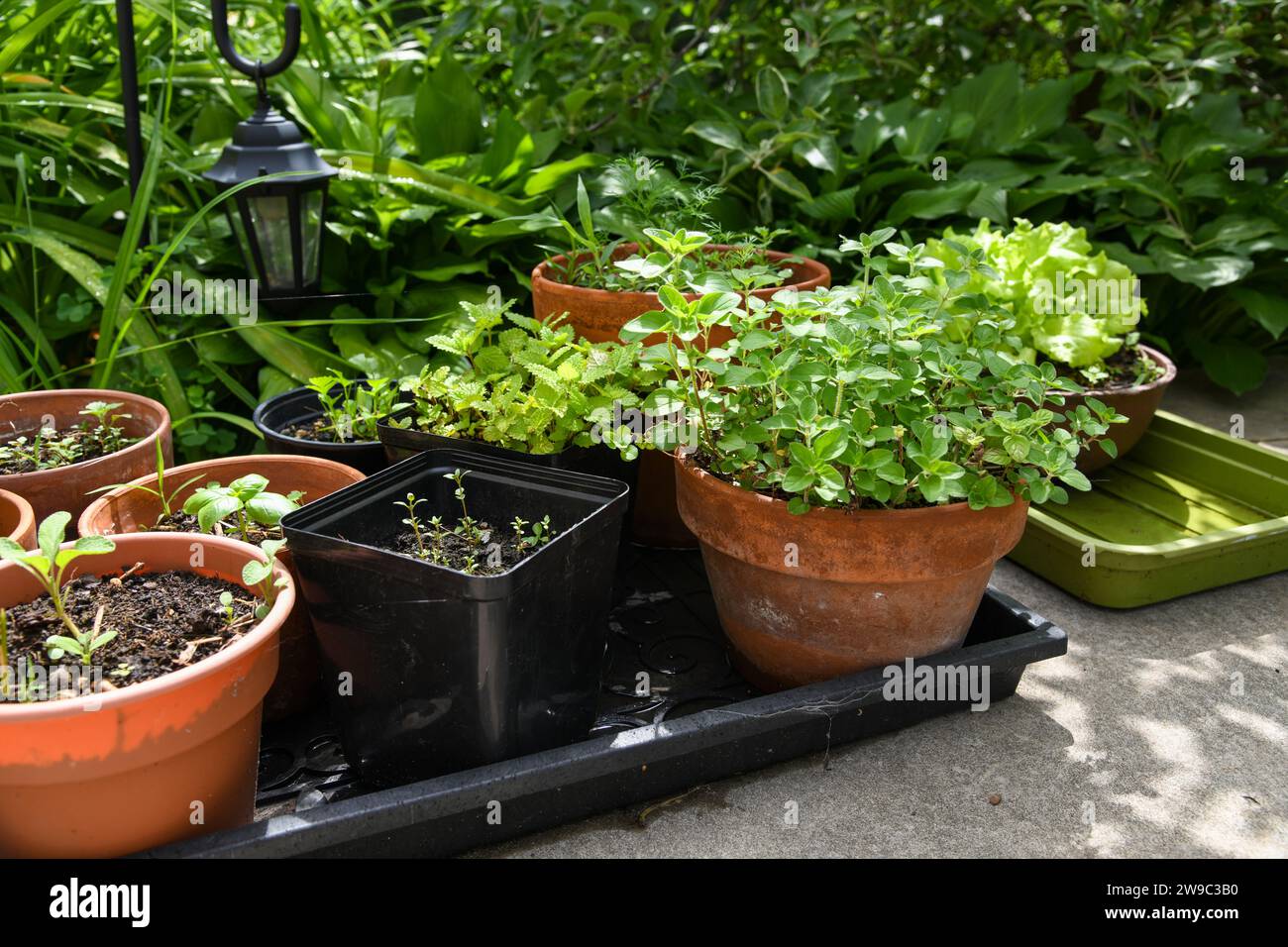 Herbs in pots hi-res stock photography and images - Alamy
