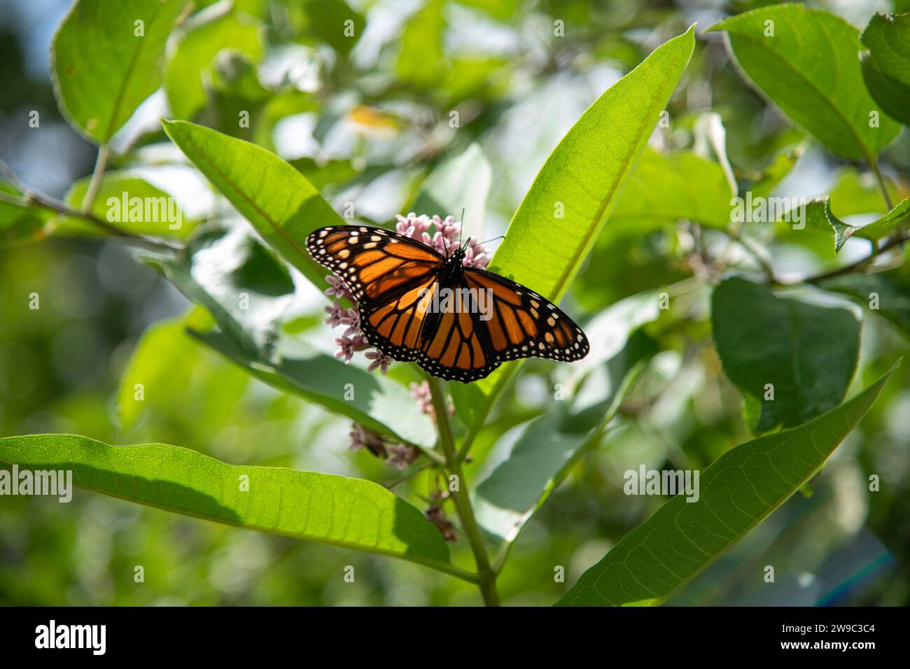 monarch butterfly on milkweed Stock Photo - Alamy