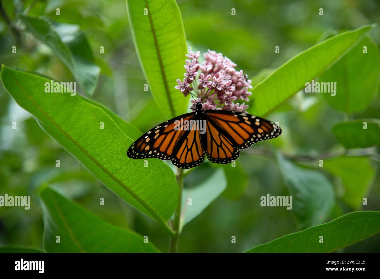 monarch butterfly on milkweed Stock Photo - Alamy