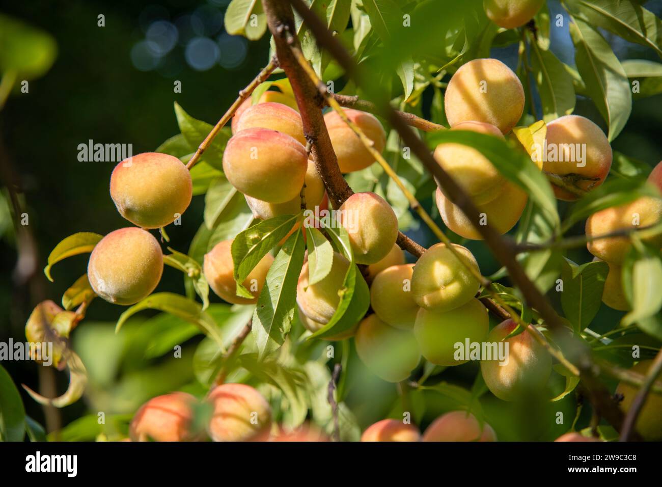 peaches in tree Stock Photo - Alamy