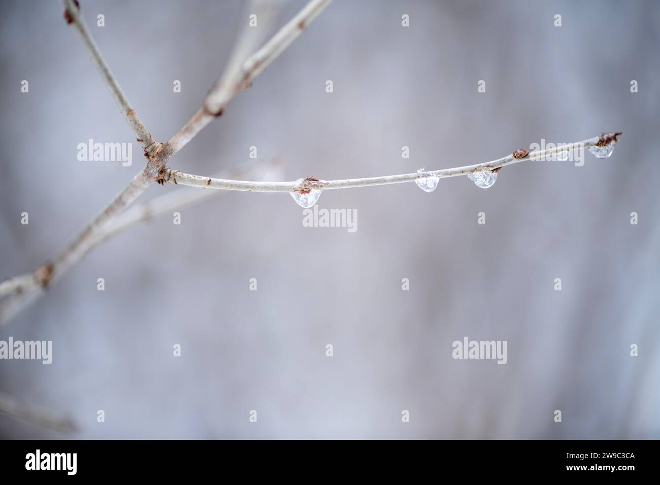 frozen raindrops on branch Stock Photo - Alamy