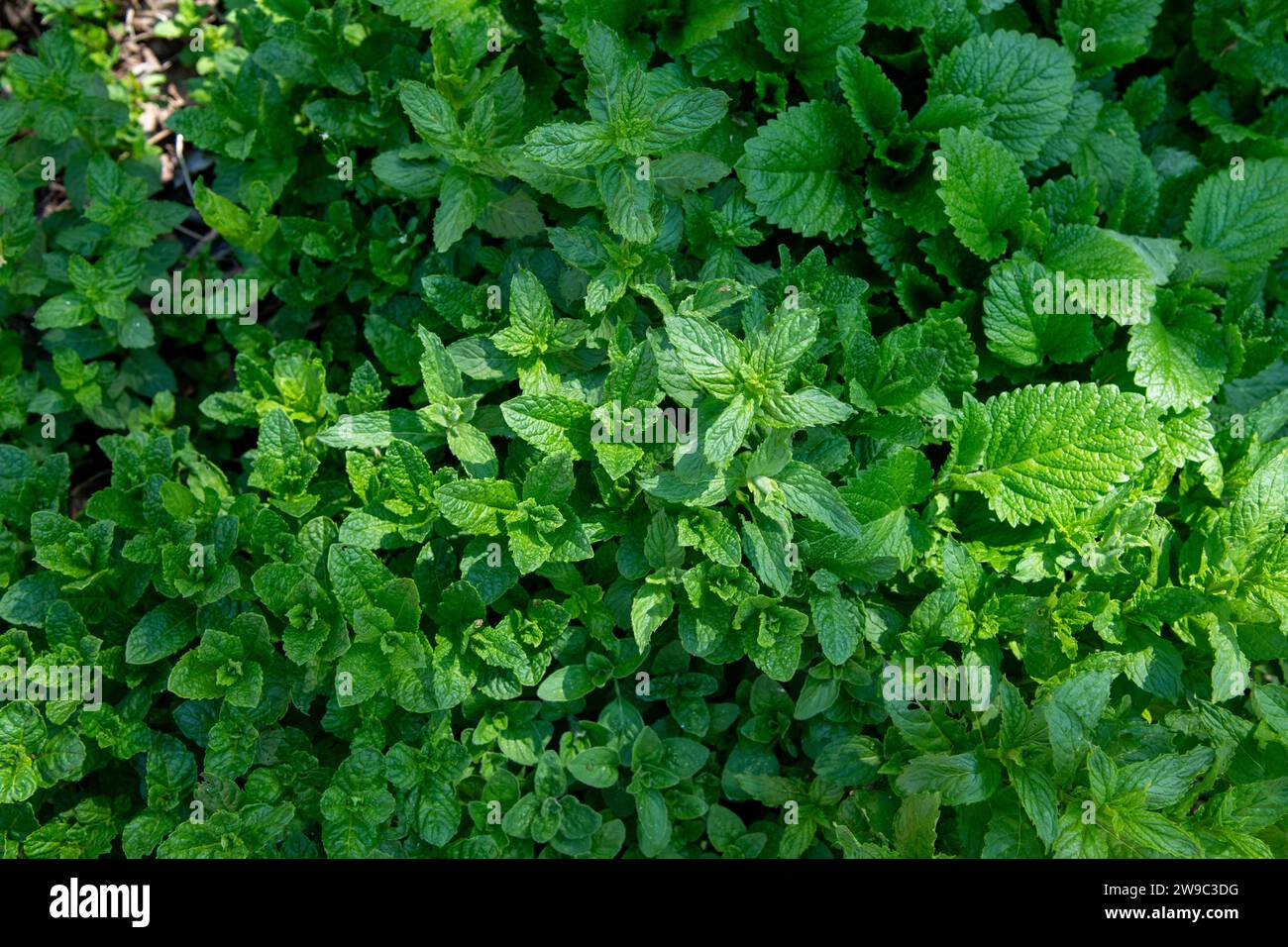 Minty desert hi-res stock photography and images - Alamy