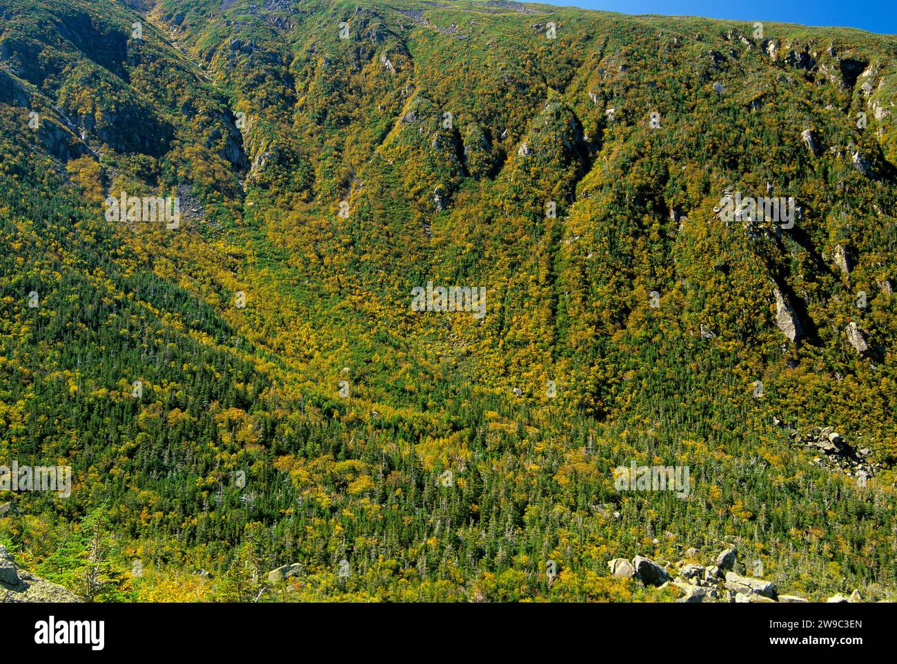 Starr king hi-res stock photography and images - Alamy