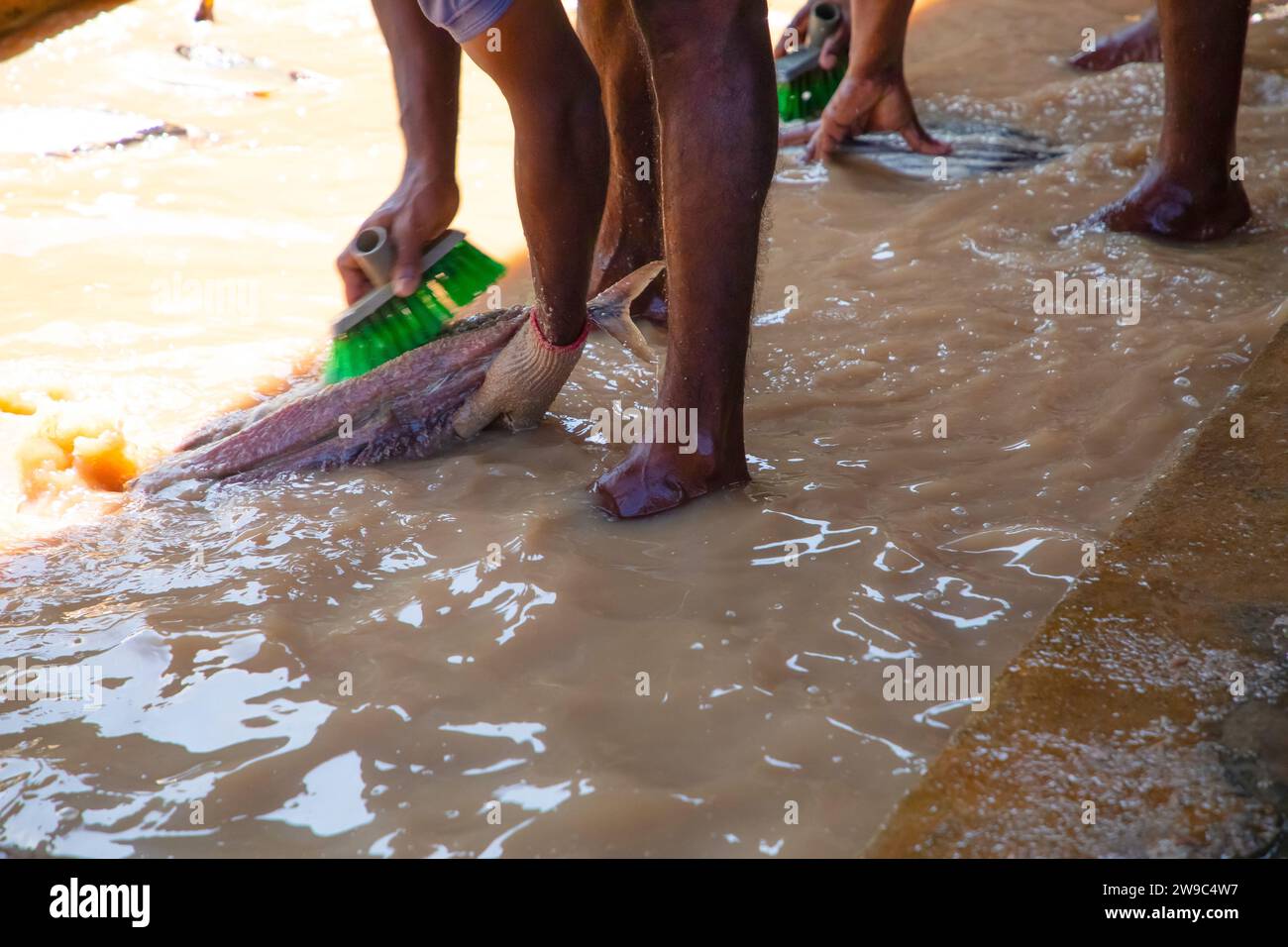 unrecognisable Workers at a small fish factory in Sri Lanka wash fillet ...