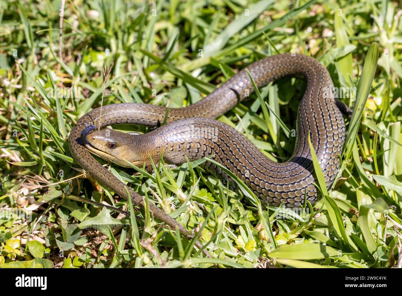Australian she oak hi-res stock photography and images - Alamy