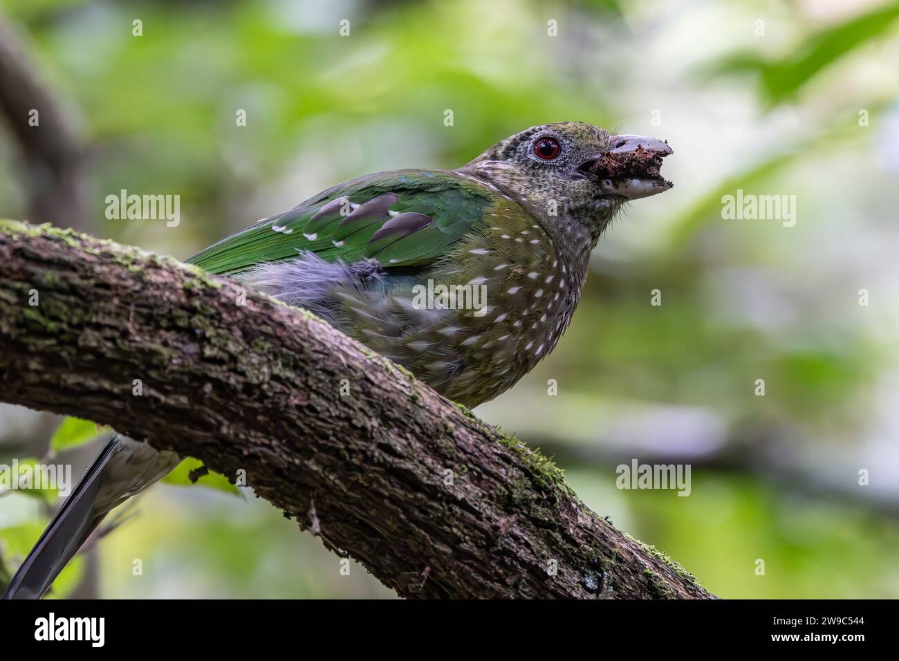 Catbird feeding hi-res stock photography and images - Alamy