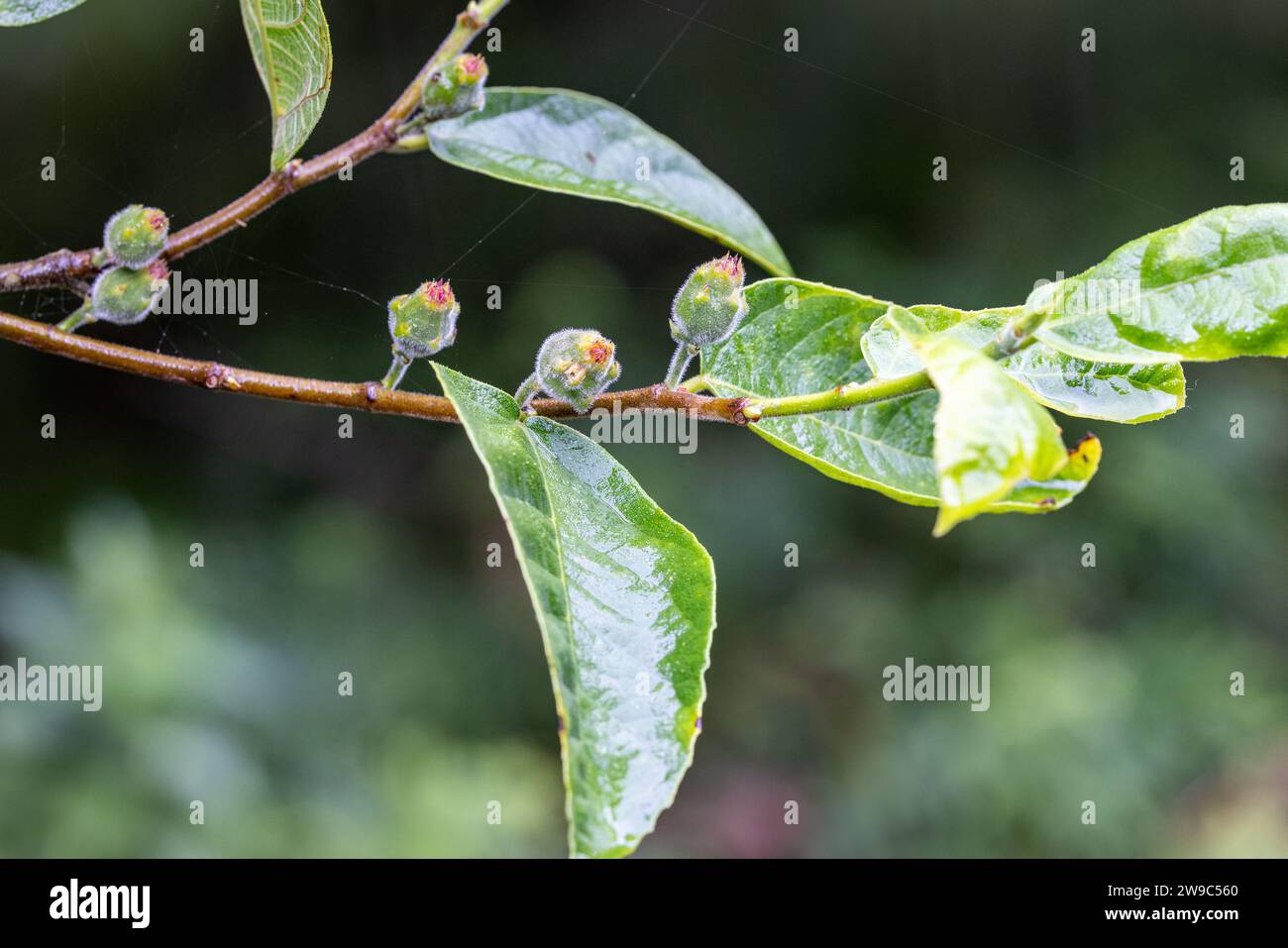 Sandpaper tree hi-res stock photography and images - Alamy