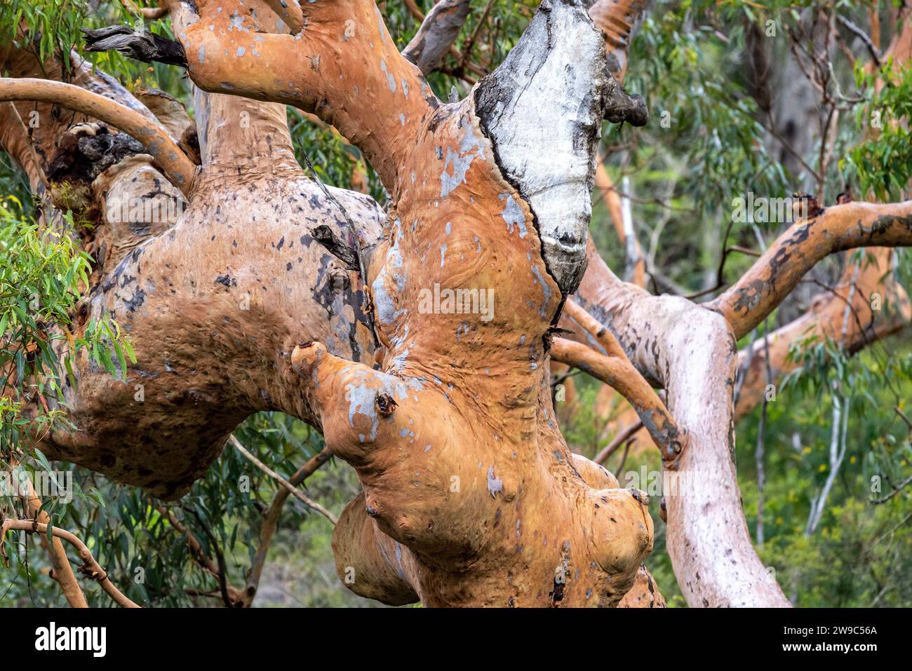 Sydney red gum tree hi-res stock photography and images - Alamy