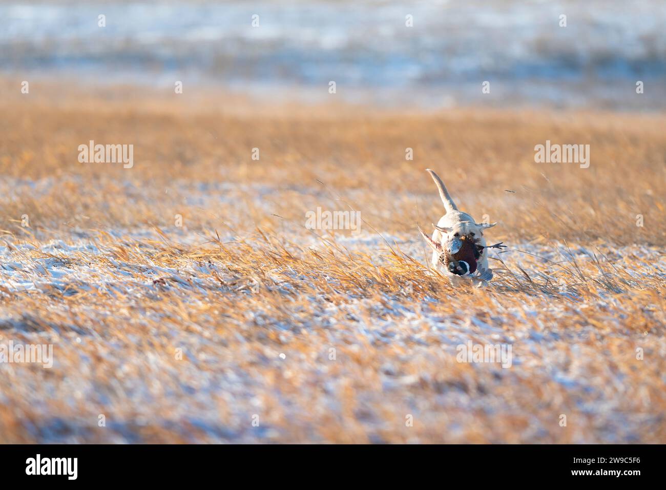 Yellow lab retrieving pheasant hi-res stock photography and images - Alamy