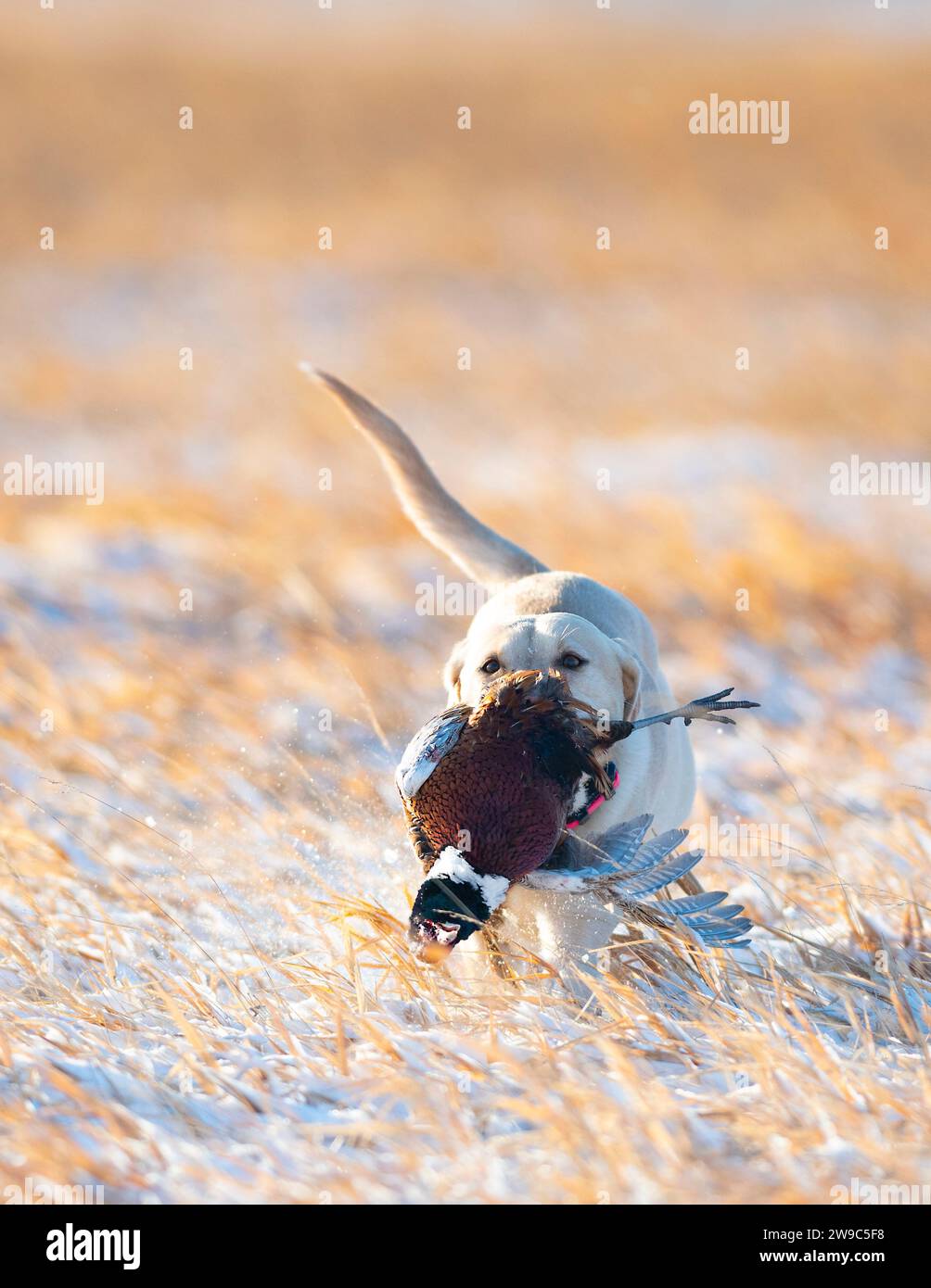 A yellow lab retrieving a rooster pheasant Stock Photo - Alamy