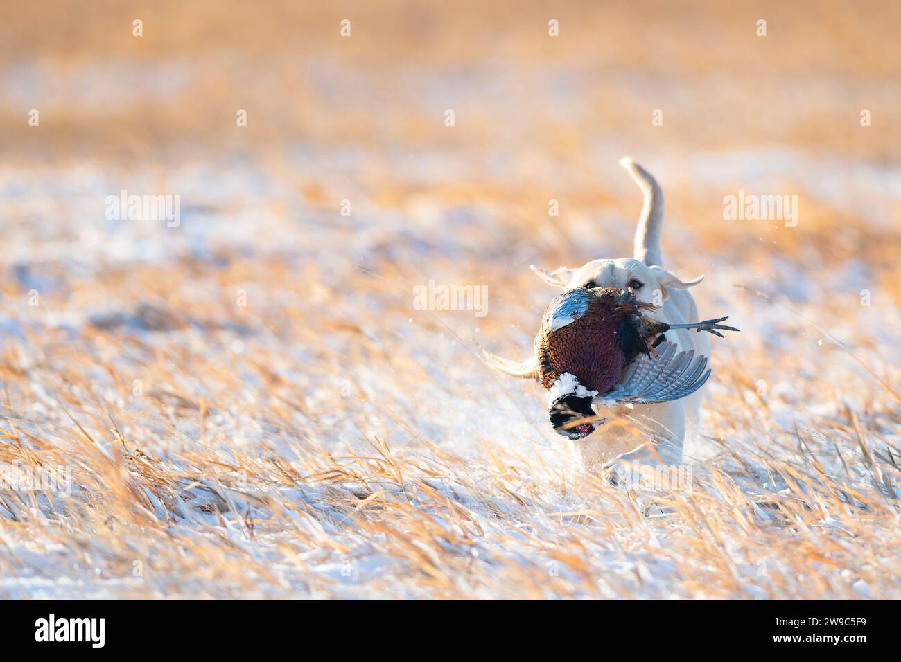 A yellow lab retrieving a rooster pheasant Stock Photo - Alamy