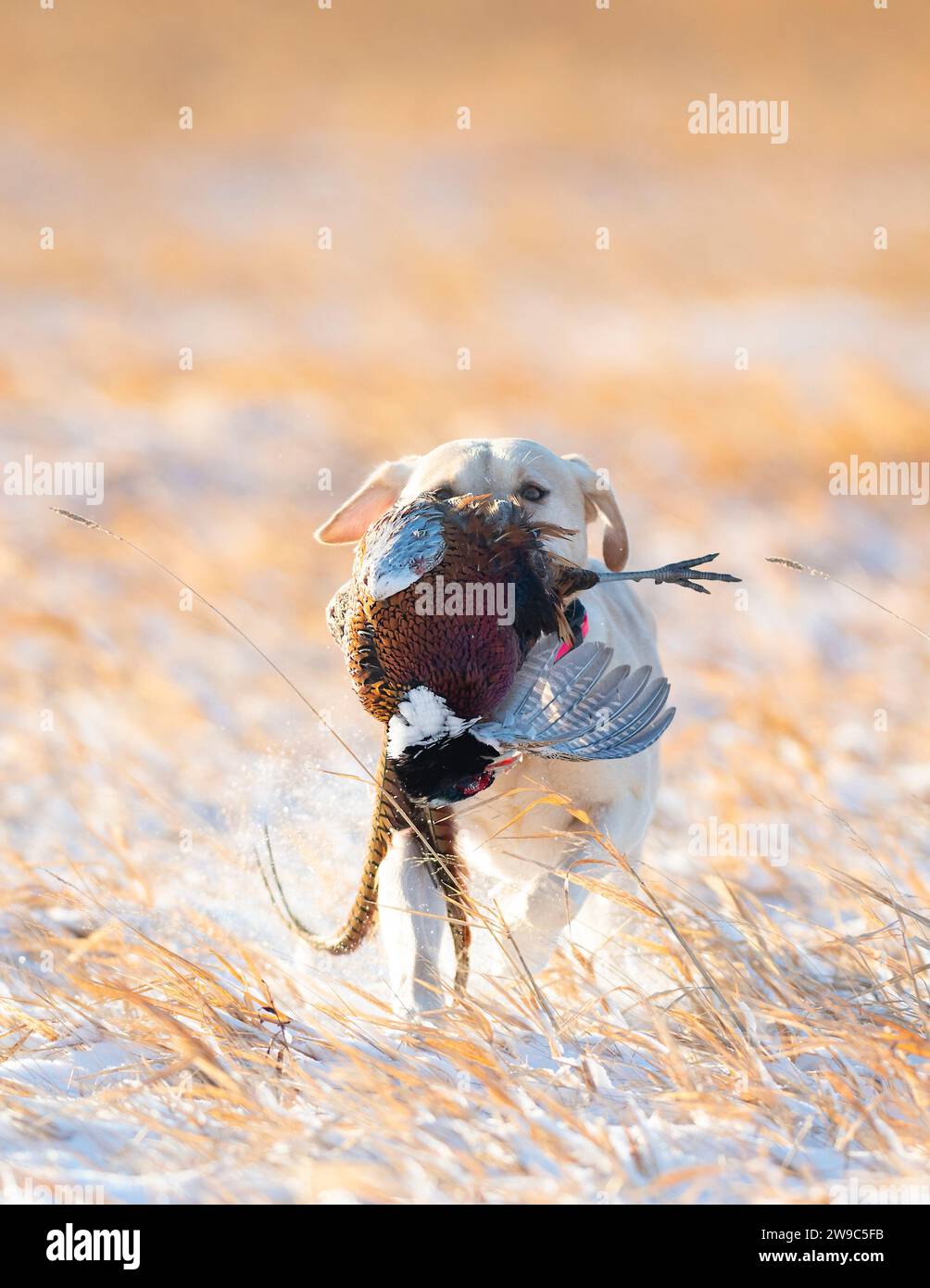 A yellow lab retrieving a rooster pheasant Stock Photo - Alamy