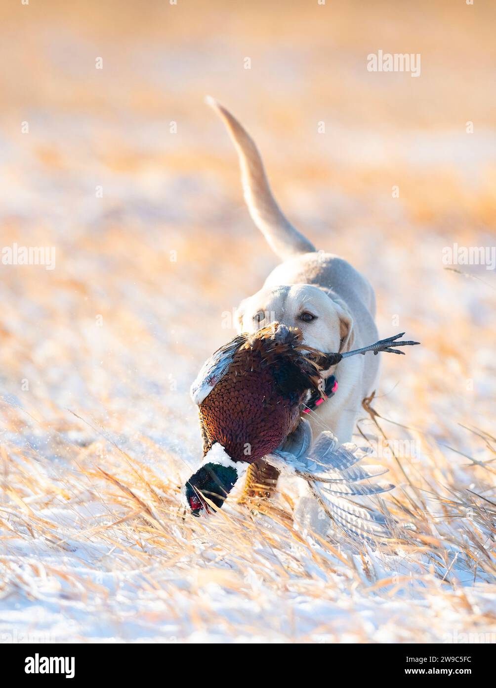 A yellow lab retrieving a rooster pheasant Stock Photo - Alamy