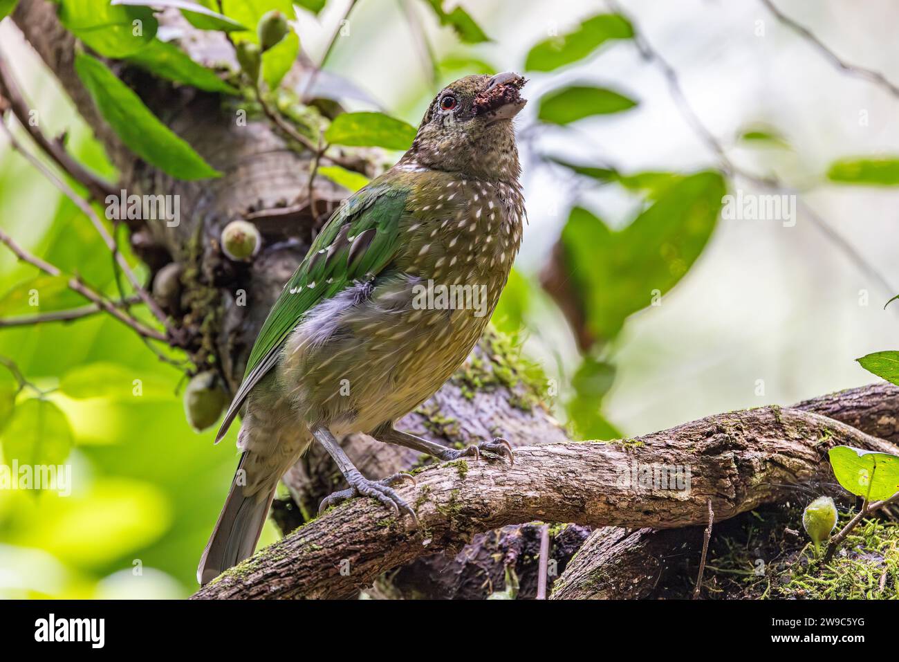 Australian fig bird hi-res stock photography and images - Alamy