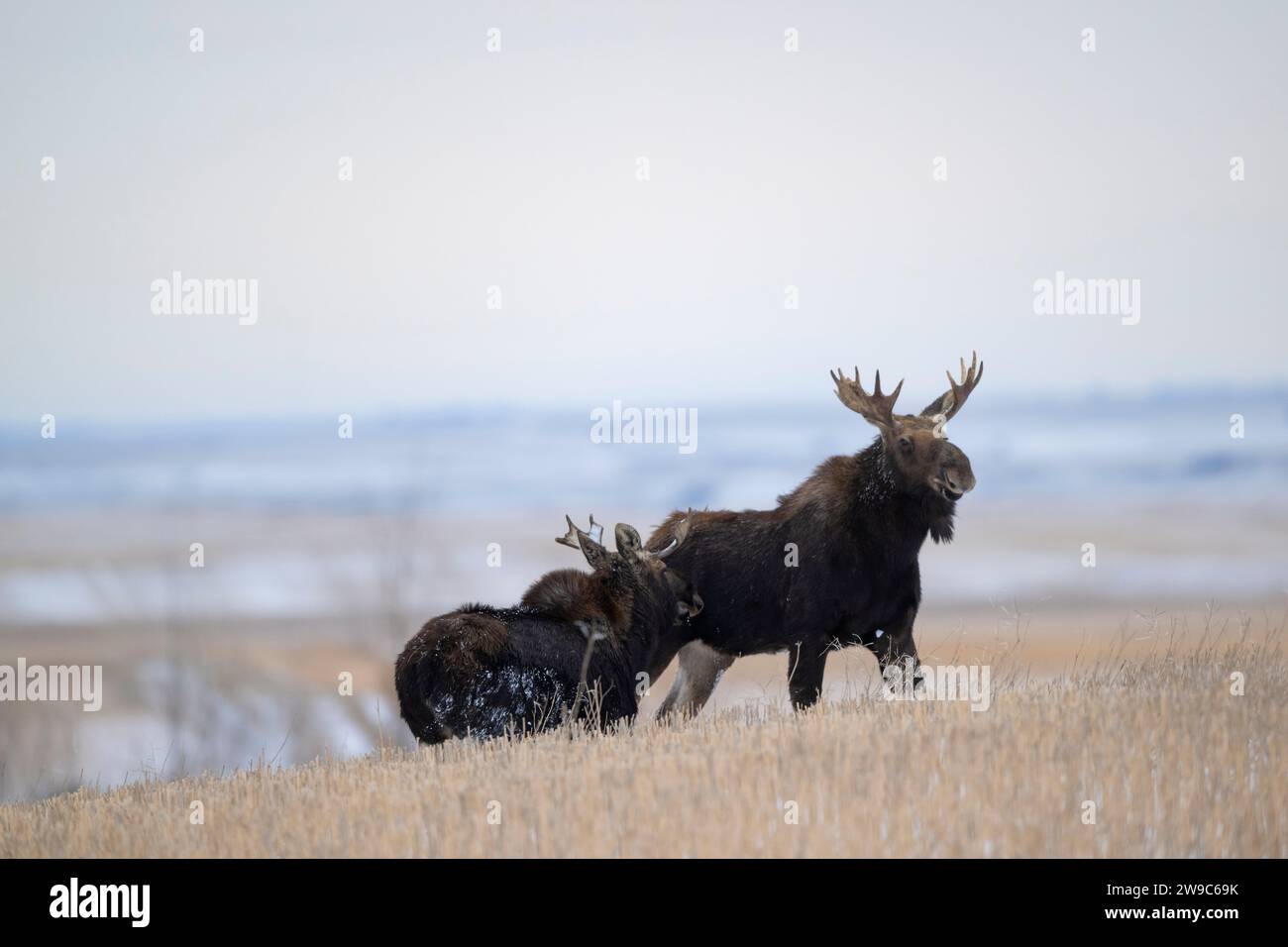 Prairie moose hi-res stock photography and images - Alamy