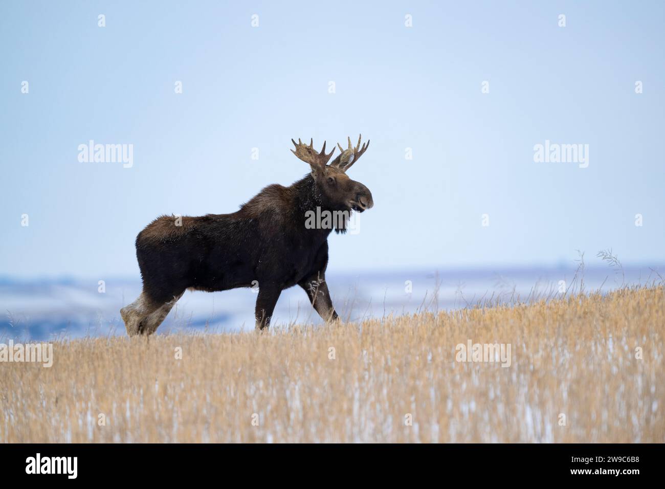 Prairie moose hi-res stock photography and images - Alamy